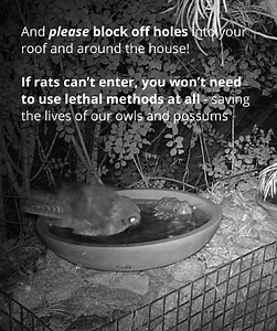 64K views · 2.7K reactions | This beautiful Australian Boobook 黎 was...