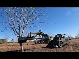 Farmer Mechanically Harvesting Pecans