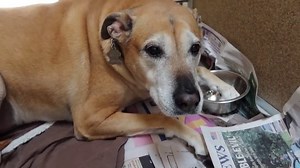 Shelby is a 7 year old S/f Lab mix. She is good with children dogs and cats too! She is gentle, quiet and very sweet. She will make a devoted companion. She is a wonderful family dog. For adoption at the TLC Animal Shelter, 13016 W 151st Street, Homer Glen, Il. 60491 | Tender Loving Care Animal Shelter