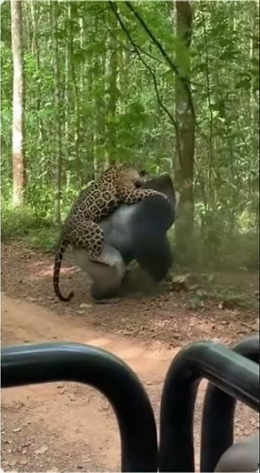 Silverback DESTROYS Jaguar - SAVES Baby! 🦍 새끼구출 🦍 救出 #viral #gorilla #rescue