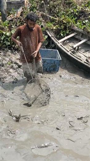 Using Rod & Net For Catching Snake Head Fish