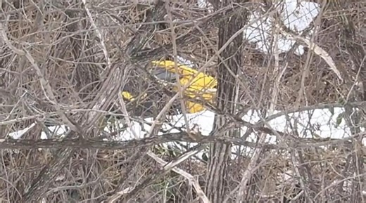 8-Year-Old Australian Girl Dies in Snowmobile Accident in Hakuba, Japan - NewsBreak