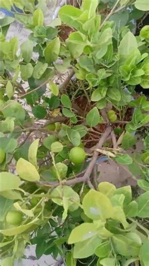 Mini Lemon tree