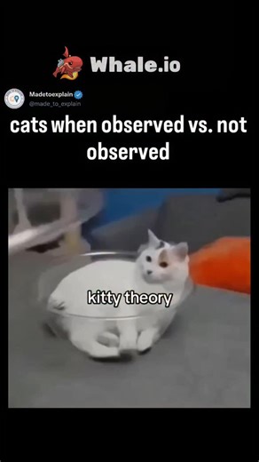 Made_to_Explain on Instagram: "In physics and popular culture, the "Cat Observed vs. Not Observed" phenomenon is most famously explained by Schrödinger’s Cat, a thought experiment designed by physicist Erwin Schrödinger in 1935. It describes the concept of quantum superposition, where a subatomic particle exists in all possible states simultaneously until it is measured. By linking a cat's life to one of these particles in a sealed box, the theory suggests that—mathematically—the cat is both "al