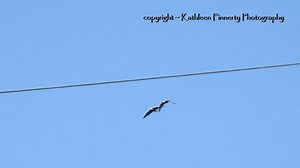 742K views · 2.2K reactions | The two pairs of bald eagles were tangling over territory in Pinellas County, and caught on video in a death spiral. No eagles were hurt in this fight, but it's magnificent to watch! STORY: fox13news.com/news/local-news/221184294-story | FOX 13 News - Tampa Bay | Facebook
