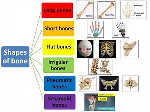 The skeleton (practical lesson)