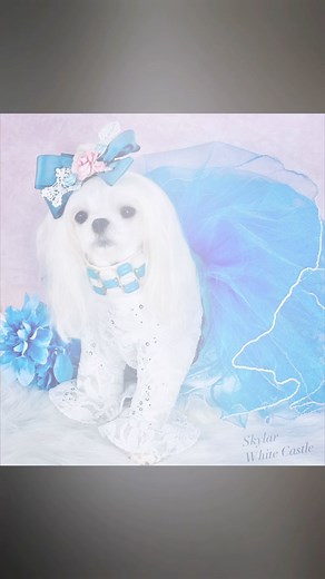 Jewerly Is The Perfect Spice…It Always Compliments What’s Already There….Diane Furstenberg Model… Skylar White Castle Skylar is showcasing a new Gorgeous Triple Row Custom “Turquoise/White” Choker From Designer Lily Mac Jewelry for Pets. Check out all the many beautiful designs out now. Use my discount code SKY20 to purchase. Beautiful Tutu and Bow… Designer Bella Bella Beautiful Delicate Lacey Top …. #mimipawsdesigns Joining @tiffany_and_gigi for #tiffanytuesdaywithtiff #lilymacjewelry #bellabe