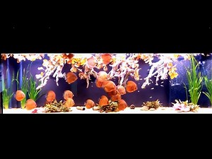 Amazing Time Lapse Video. Gorgeous Discus Tank and Set Up owned by Isa Belle