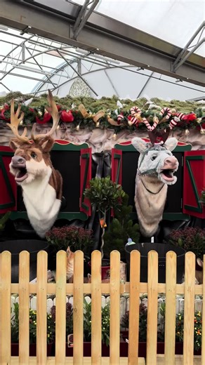 harley_the_red_cockapoo on TikTok