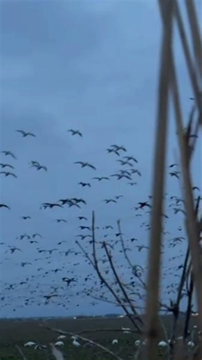 Another day of snow geese hunting. Let's go