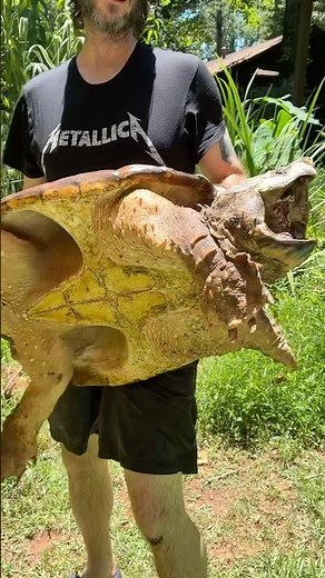 How To Handle Large Alligator Snapping Turtles #alligatorsnappingturtle #wildlife #turtles