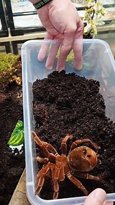 2.3M views · 36K reactions | The largest tarantulas in the world! We're rehoming our Burgundy Goliath Bird Eater or Theraphosa stirmi. #VenomousVibes #venomman20 #venomouskeeper #VenomousCreatures #tarantula #venom #tarantulakeeper #burgundygoliathbirdeater #stirmi #goliath #burgundy #birdeater | Venomman20 | Facebook