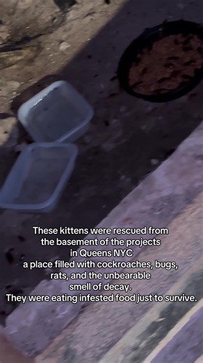 Kittens Rescued from Infested Basement in Queens, NYC