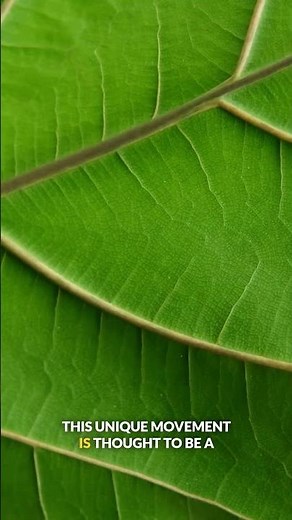 This Plant Responds to Touch