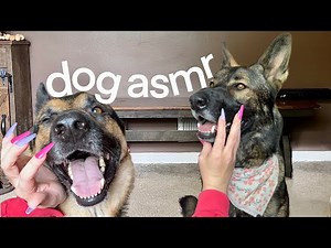 Fast Scratching & Tapping on DOGS - ASMR