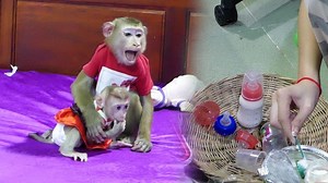 Morri Hug Little Zuji Crying_Call Mom To Ask Milk When Mom Being Prepare | Monkey Dodo