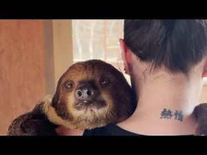Sir Winston the HUGGING SLOTH reactions‼️