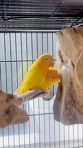 723 reactions · 16 comments | A calm moment between two little souls. Pure warmth and connection captured in one frame. #lovebird #parrot #birdlovers #petlovers #cuteness #fblifestyle | Indra Prihantoro | Facebook