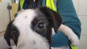 26K views · 902 reactions | **Pupdate - both are now booked for adoption ** Enda & Eamon are 16-week-old Collie cross puppies who are searching for their Forever Homes. All of their brothers and sisters have been adopted but these little cutie pies are still #WaitingForYou. If you are interested in adopting either of them, the first step is to visit our Rehoming Centre! https://www.dogstrust.ie/rehoming/how-rehoming-works/ | Dogs Trust Ireland | Facebook