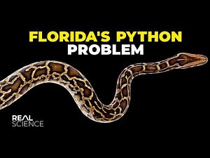 Why This Giant Snake Is So Destructive