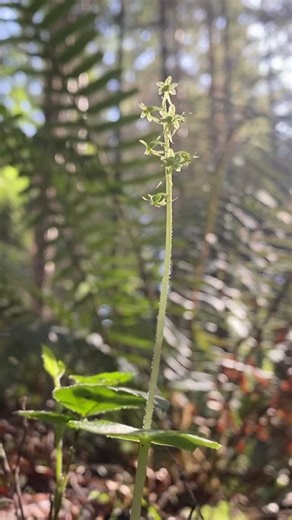 Heartleaf twayblade orchids (Listera cordata) growing along Smith River, California✨ #orchidboops #nativeplants #botany #botanical #orchid #getoutside #conservation