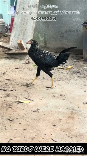 Country Chicken Farming Day 13 | Severe Cold Injection Started | R&D Continues | Profit Reveal