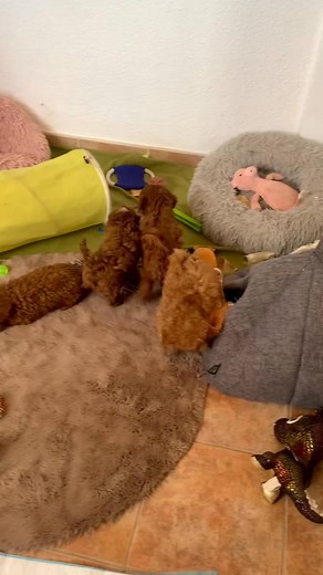 19 reactions | Maltipoo et Cavapoo - élevage on Reels | Facebook