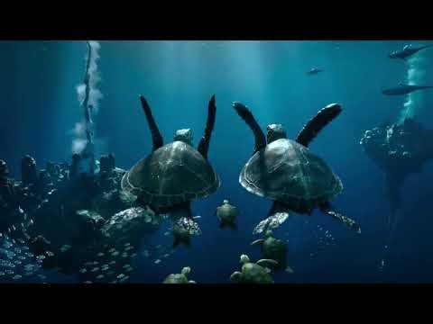 How Do Baby Turtles Survive Their First Day?