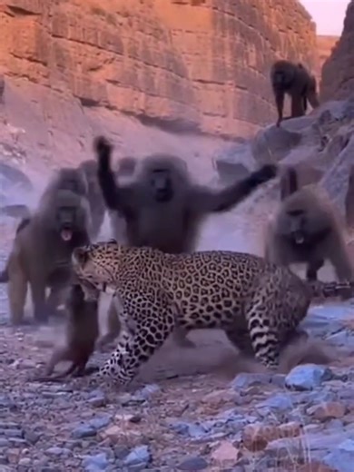 Leopard comes into the wrong territory. #baboon #jaguar #baby #fyp #attacked