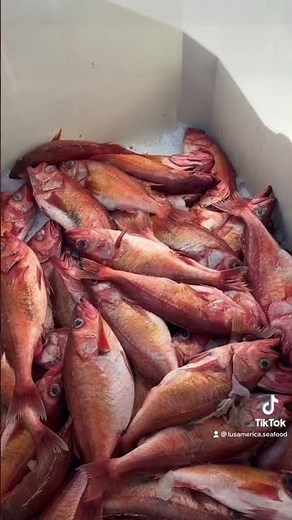 Groundfish fillet line — hand cutting local rock cod aka rockfish