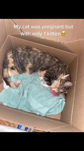 Adorable pregnant cat shows love for her baby kitten 🥹🖤