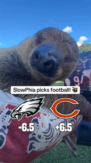 SlowPhia the sloth is back and for the first time all season, she’s atop the Betting Zoo power rankings with a wild 8-3 record 🔥🔒 She’s slowly but confidently choosing the #blackfriday game between the Philadelphia Eagles-6.5 and the Chicago Bears and hoping to get her 9th win of the year 🏆 #flyeaglesfly #chicagobears #nfl #nflpicks #sloth #dabears | Pets Who Bet