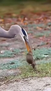 2.4M views · 10K reactions | Surprise Hunting Bird Leave your comment bellow and let know where you watching this from. Thank you | Chamba TV Gh | Facebook