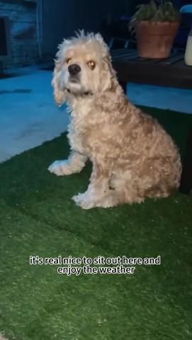 PrimeZone 162 Packs Interlocking Artificial Grass Tiles - 12"x12" Turf Outdoor Indoor Fake Grass Deck Flooring Set for Patio, Balcony, Backyard