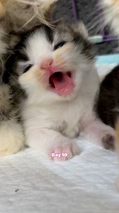 Timelapse kitten day 1 to day 100 so cute 😍 #kucing #catlovers #kitten | Republic Of Cat