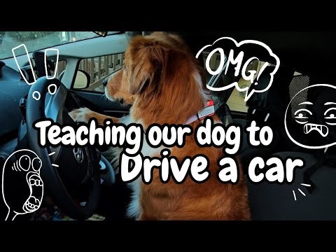 Can Dogs Learn to Drive? Step by step on how he learned! 🚘🐕