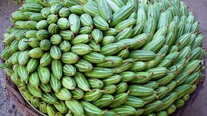 Organic green fresh pointed gourd (Trichosanthes dioica) vegetables arranged in bamboo baskets are kept for sale.