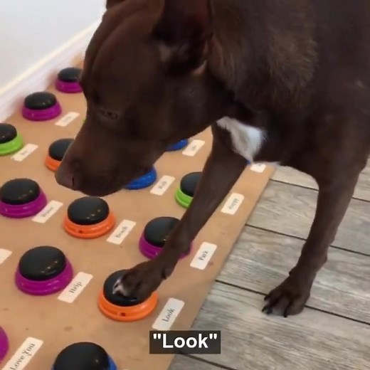 Stella the Detective: A Talking Dog Investigation