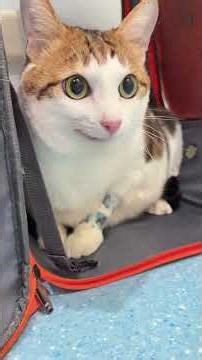 2026 Protects Uncle’s Belly and Eats You in One Bite All Things Lovely Project The best New Year