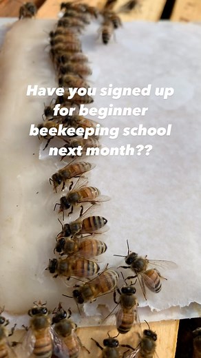 Sign up now for our beginning beekeeper boot camp next month! We’ll be teaching an intensive 16 hour school with lecture, demo, small group breakout sessions, and hands-on practice. This is no ordinary bee school and happens only once a year! Now is your time to start beekeeping the right way. 3/23-3/24 @greendoorgourmet in Nashville. Link in bio to get in line. 🐝 | Williams Honey Farm