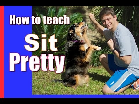 Dog Trick! How to Train Your Dog to Sit Pretty!