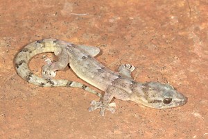 Tiny lizard thought to be extinct rediscovered after 34 years