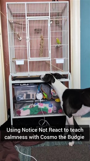 WhippetWonders Dog Training on TikTok