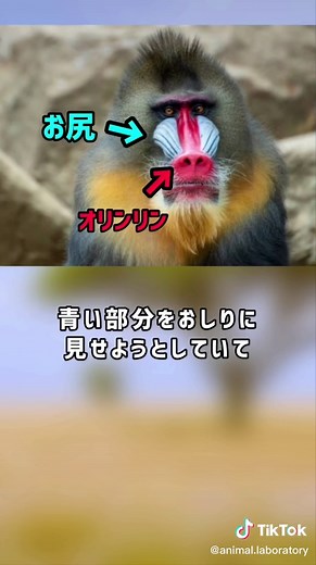 マンドリルの生態と特徴について紹介