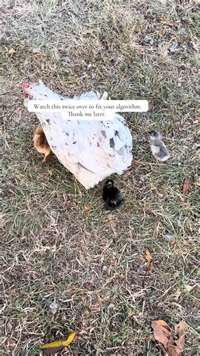 Fix your algorithm and rewire your brain chemistry. You’re welcome. ❤️ #renovation #homestead #farm #motherhood #farmlife