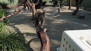 1.2K views · 47 reactions | 樂  - Can you train a Koala? The answer...