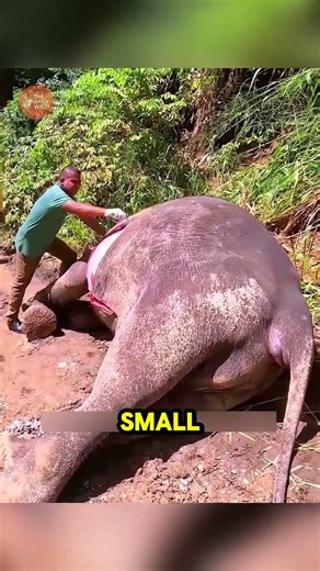 Why Dead Animals Suddenly Explode 💥 #shorts