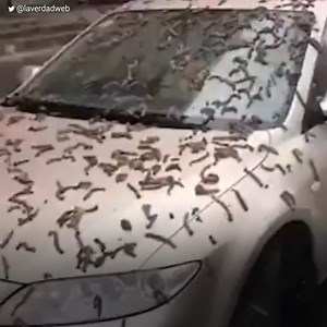 13K views · 200 reactions | Strange objects fell and stuck to cars...