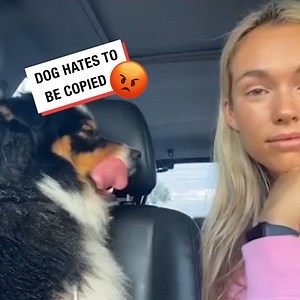 'Identity theft is not a joke' 😤🐶 | LADbible