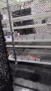 13K views · 204 reactions | Watch the new KNIPEX NexStrip (12 72 190) in action with @rdaviselectrical at @loadout.shop! It’s the perfect multi-tool for electricians! #electrician #electricians #knipextools #knipex #knipexpliers #tools #pliers #madeingermany #handtools #toolsofthetrade | Knipex | Facebook